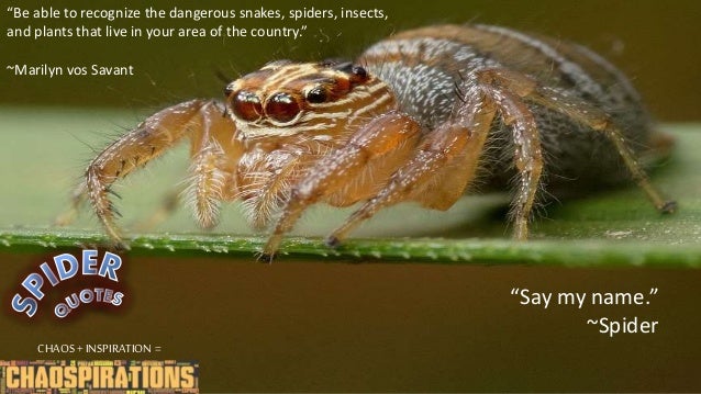 Big Spider Quotes