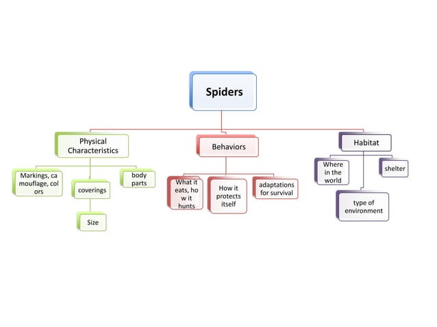Spider research | PPT