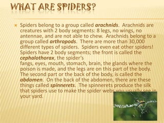 Spiders | PPT