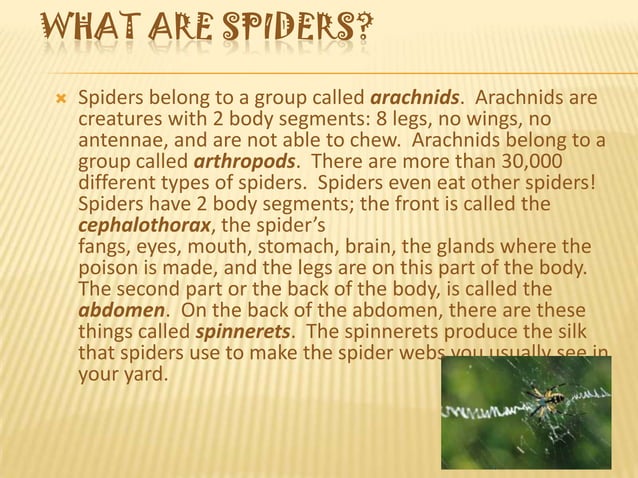 Spiders | PPT