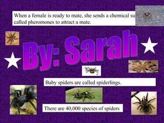 Spiders | PPT
