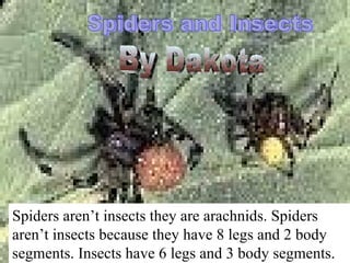 Spiders | PPT