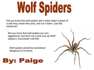 Spiders | PPT