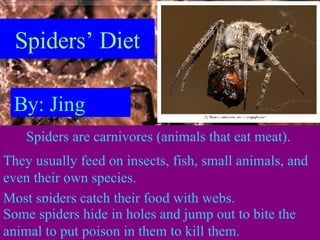 Spiders | PPT