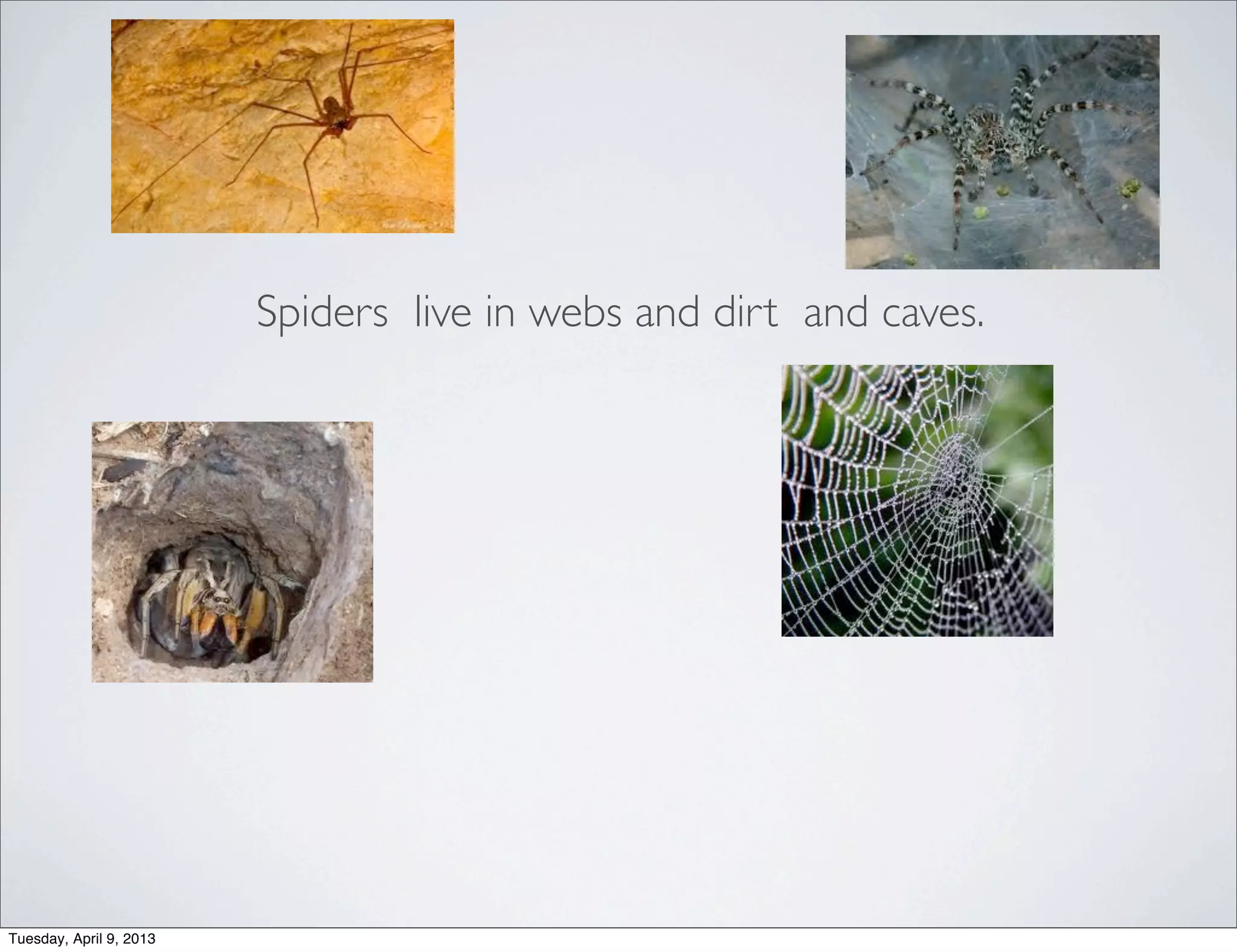 Spiders | PDF