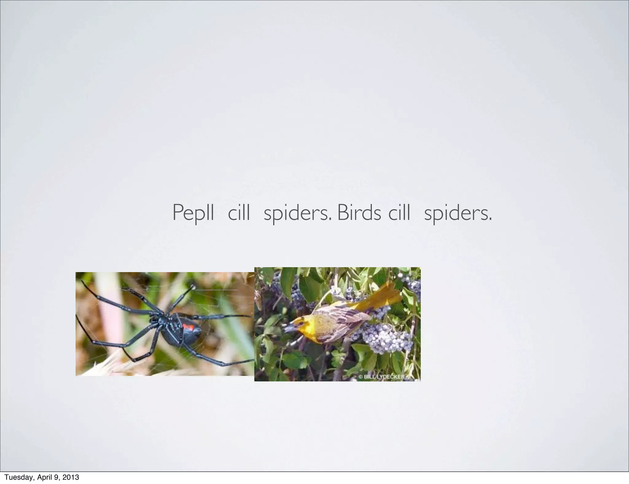 Spiders | PDF | Birds | Pets