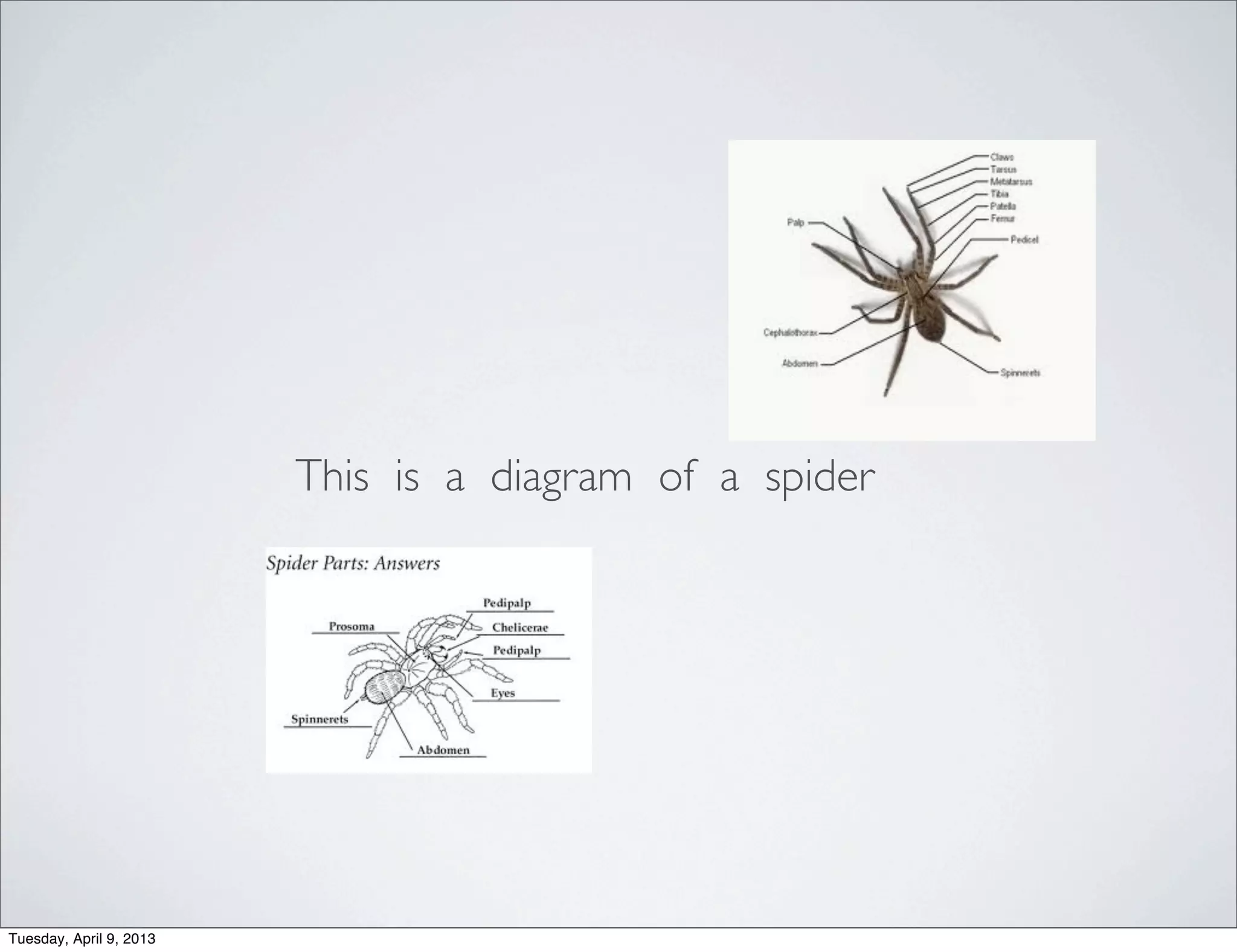 Spiders | PDF