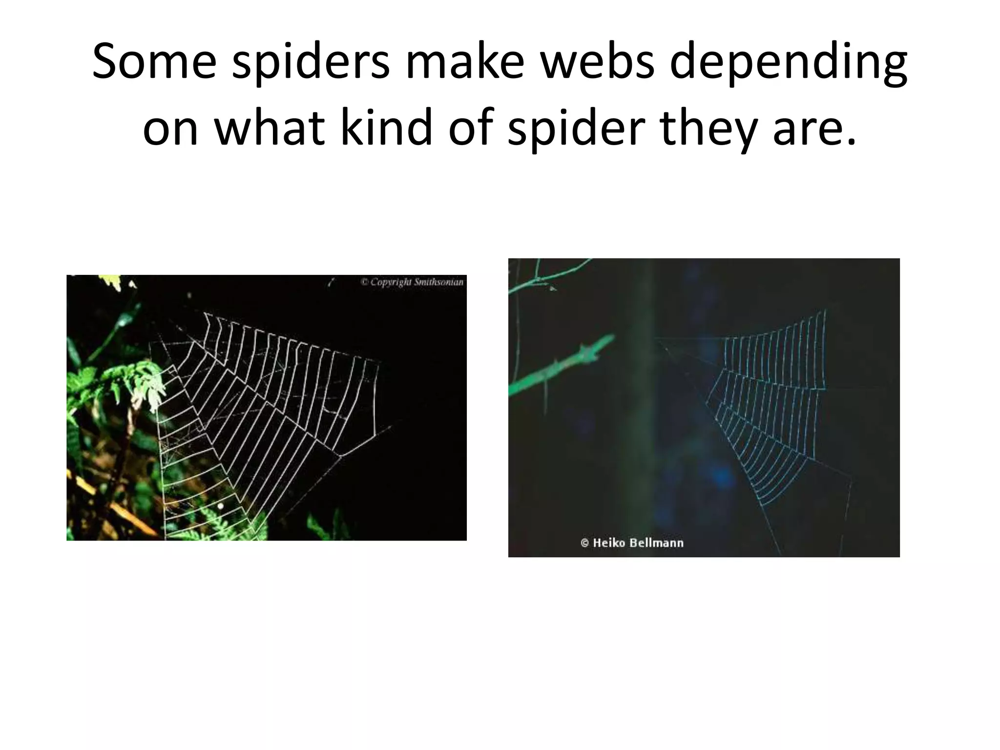 Spiders | PPTX