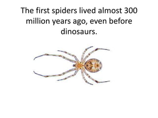Spiders | PPT