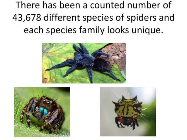 Spiders | PPT