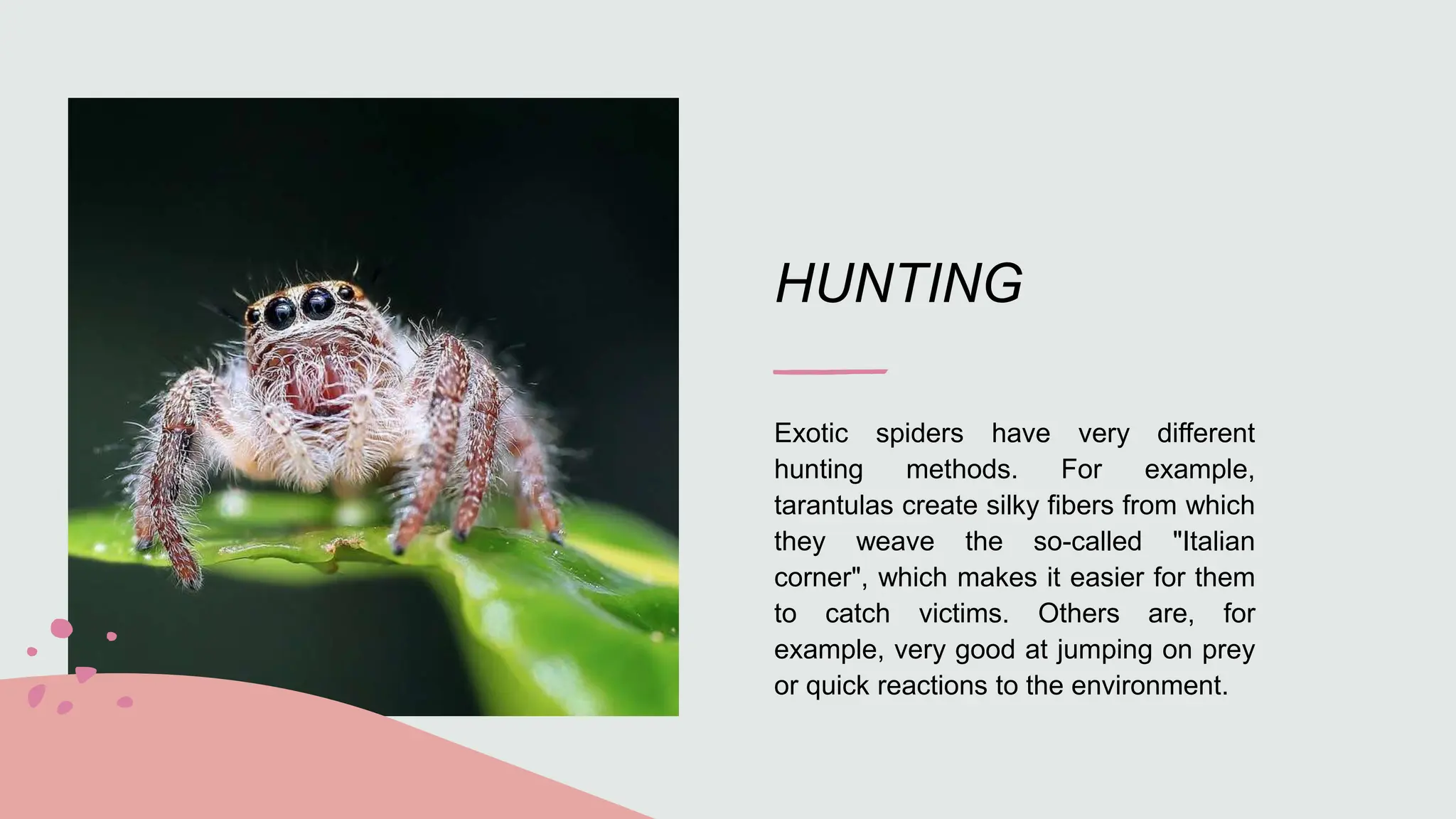 SPIDERS -DIDACTIC MATERIALS ON BIOLOGY LESSONS | PPT