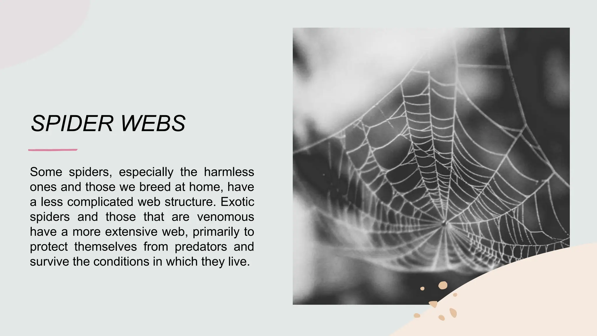 SPIDERS -DIDACTIC MATERIALS ON BIOLOGY LESSONS | PPT