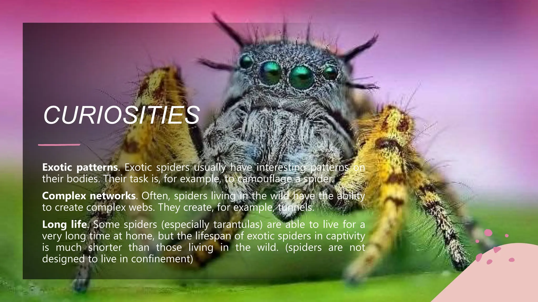 SPIDERS -DIDACTIC MATERIALS ON BIOLOGY LESSONS | PPT