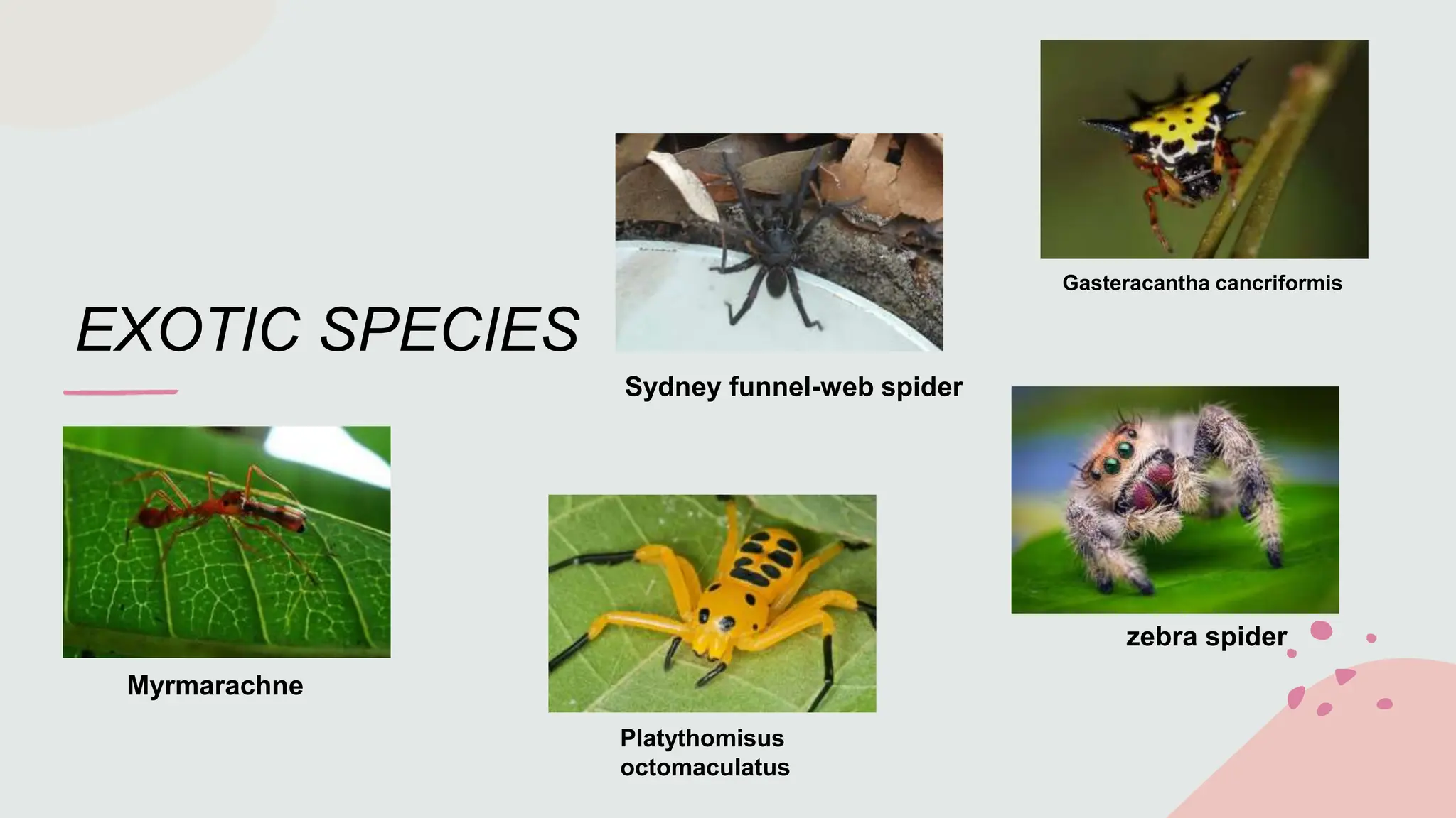 SPIDERS -DIDACTIC MATERIALS ON BIOLOGY LESSONS | PPT