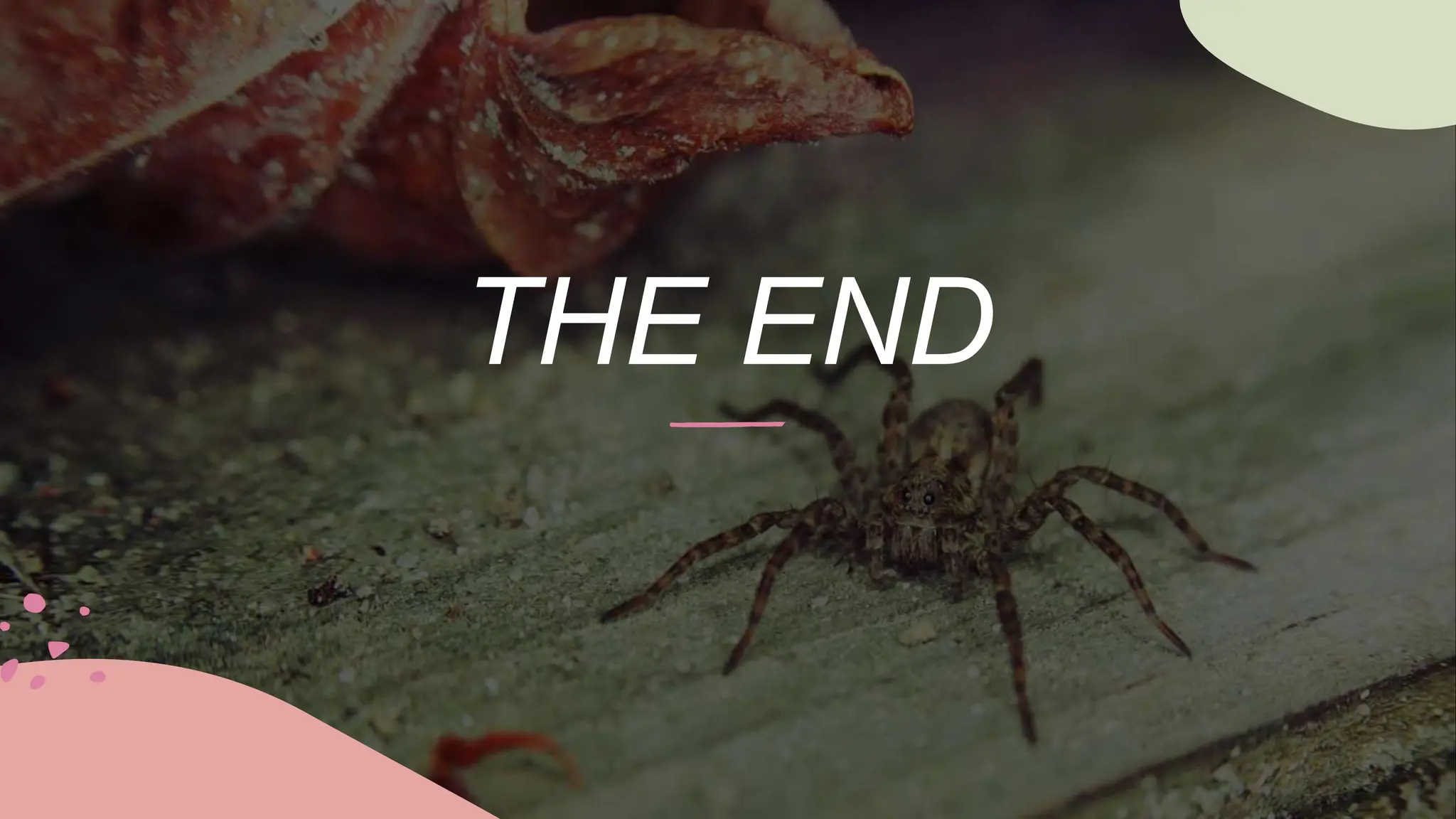SPIDERS -DIDACTIC MATERIALS ON BIOLOGY LESSONS | PPT