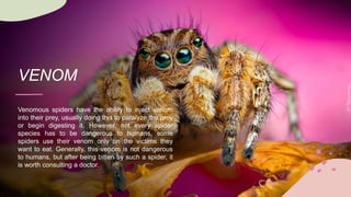 SPIDERS -DIDACTIC MATERIALS ON BIOLOGY LESSONS | PPT