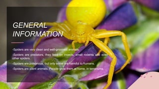 SPIDERS -DIDACTIC MATERIALS ON BIOLOGY LESSONS | PPT