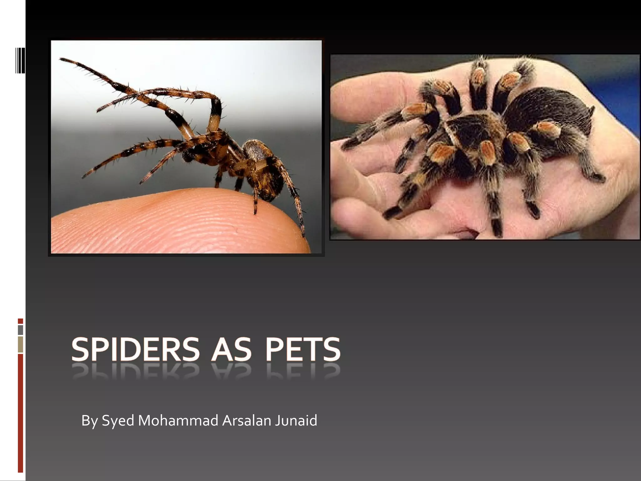 Spiders As pets | PPT