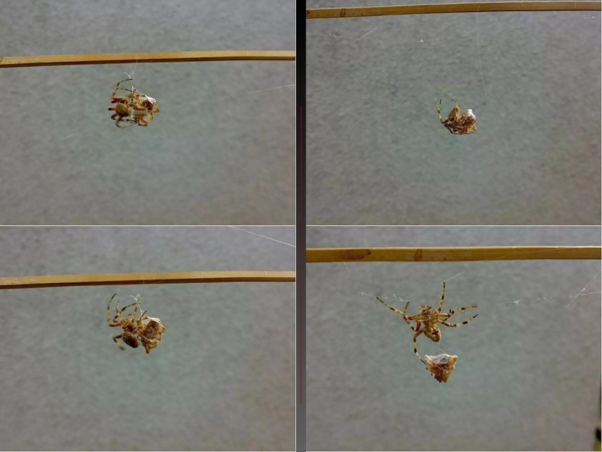 Spiders As pets | PPT