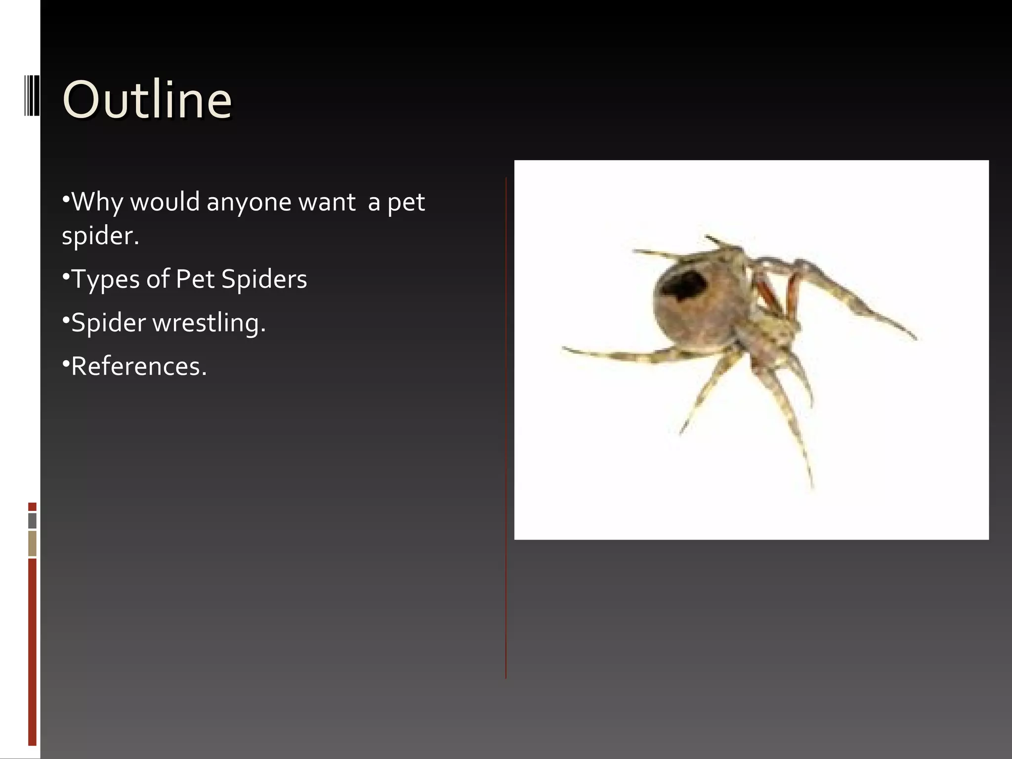 Spiders As pets | PPT
