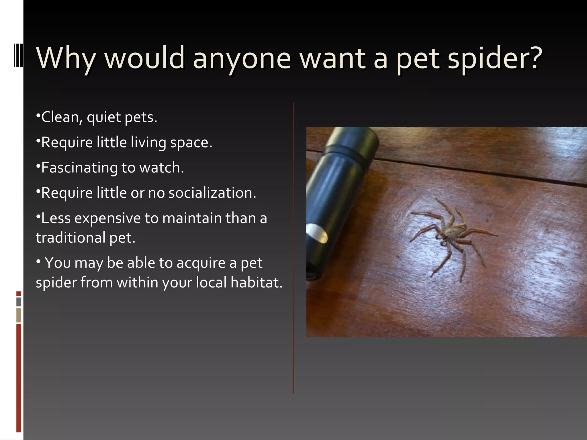 Spiders As pets | PPT