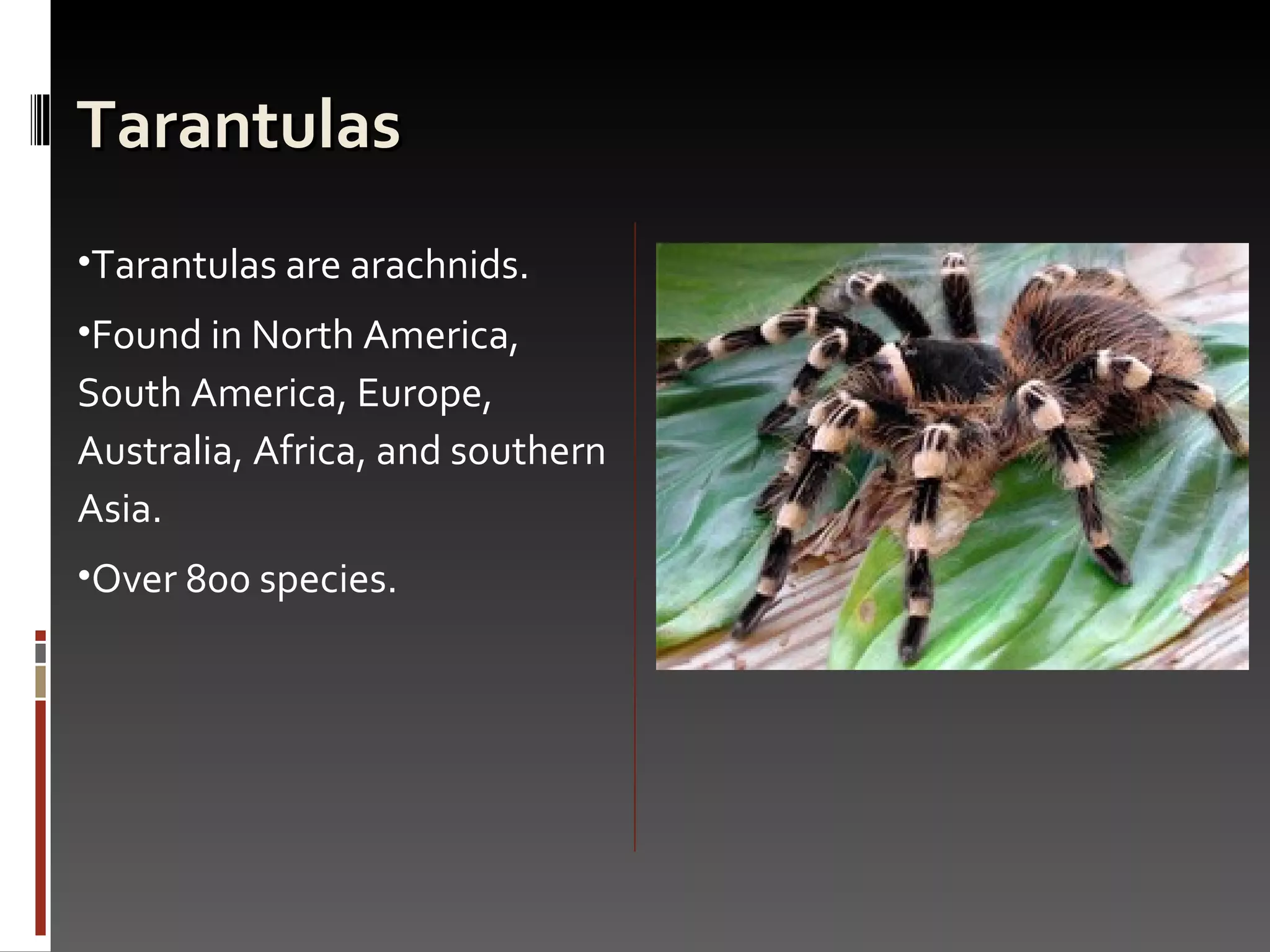 Spiders As pets | PPT