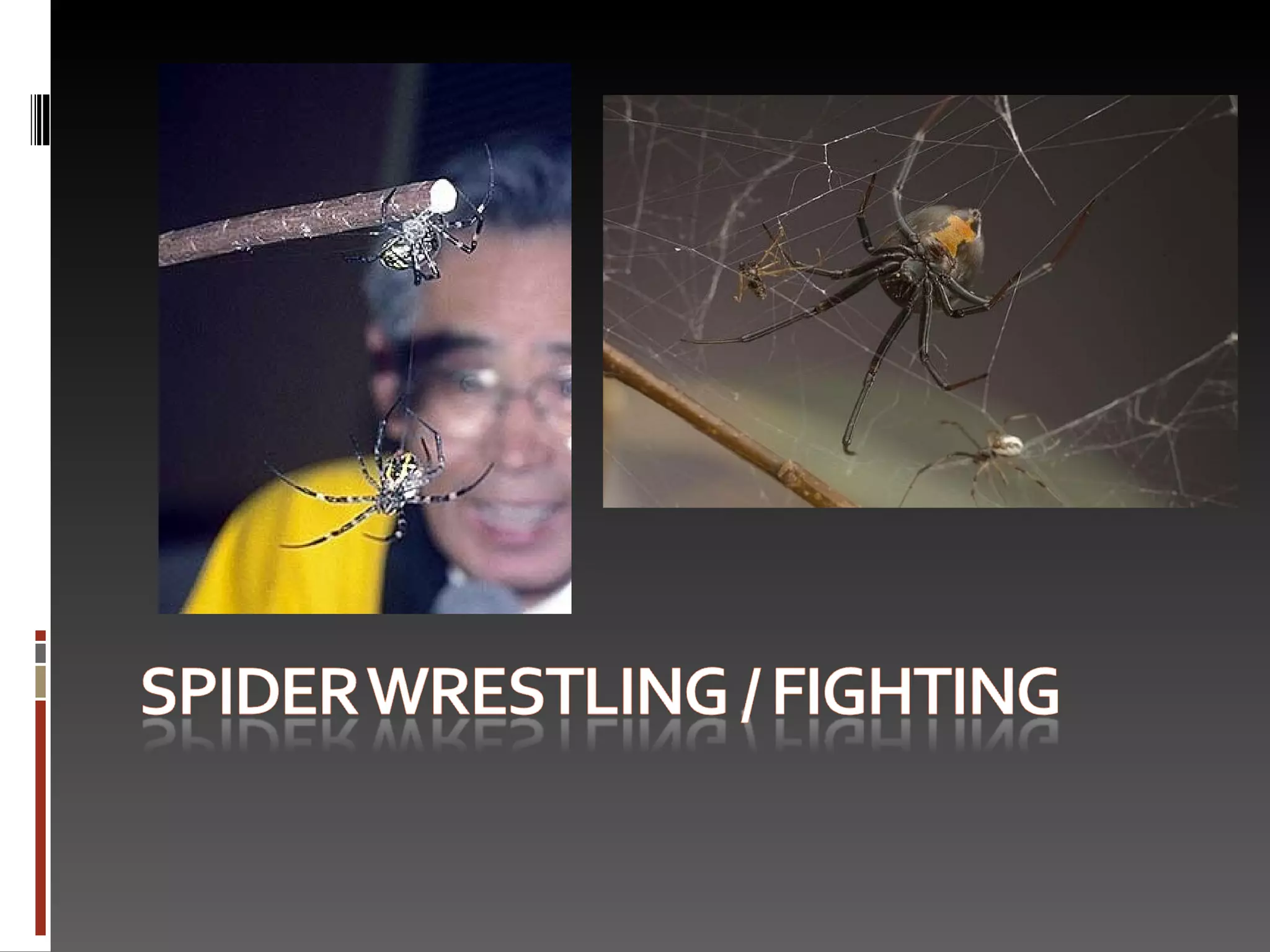 Spiders As pets | PPT