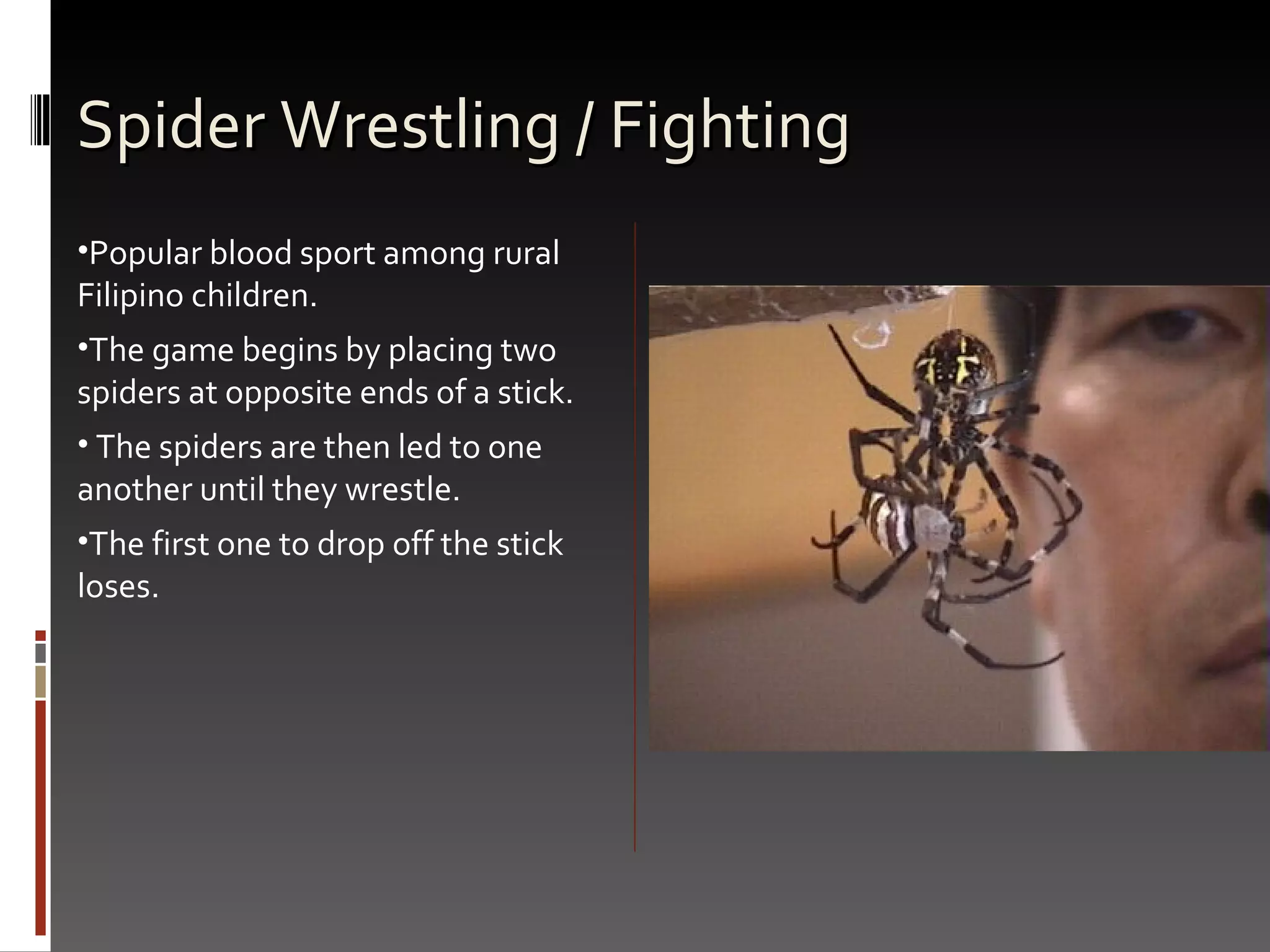 Spiders As pets | PPT