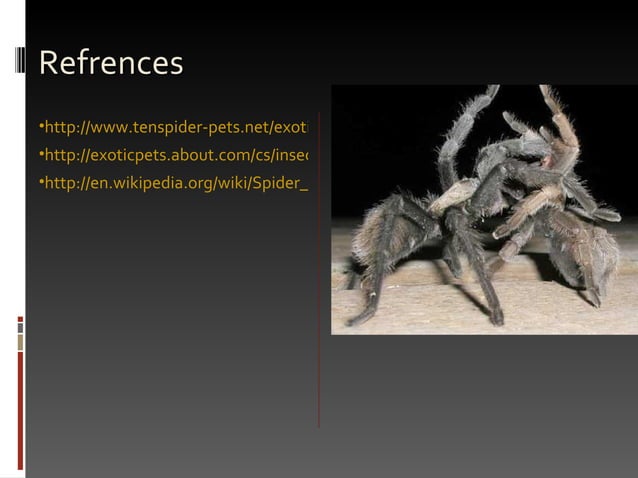 Spiders As pets | PPT | Reptiles | Pets
