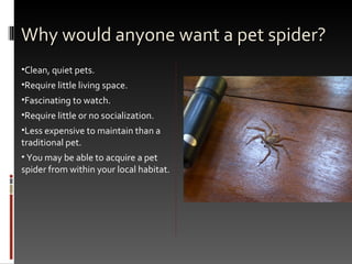 Spiders As pets | PPT | Reptiles | Pets