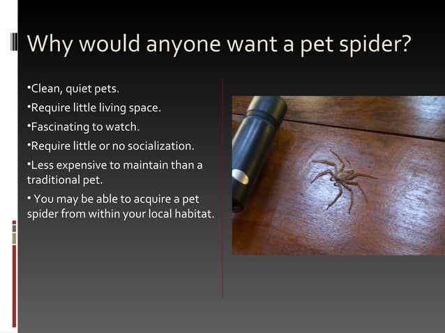 Spiders As pets | PPT | Reptiles | Pets