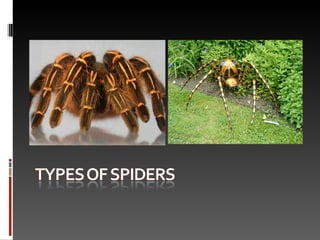 Spiders As pets | PPT | Reptiles | Pets