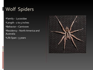Spiders As pets | PPT | Reptiles | Pets