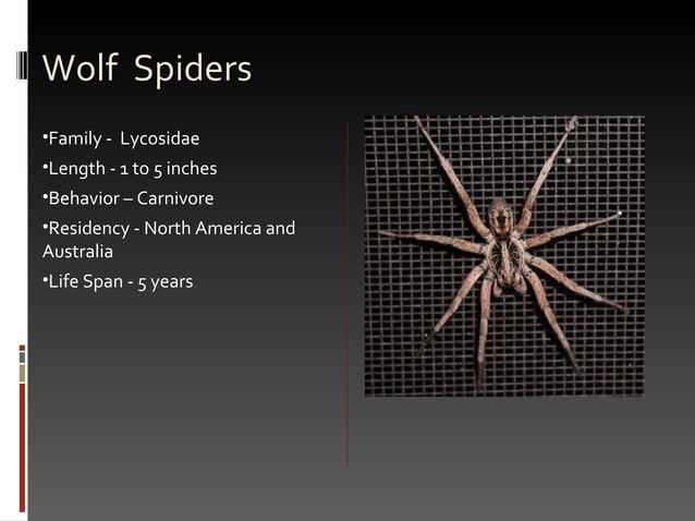 Spiders As pets | PPT | Reptiles | Pets