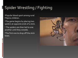 Spiders As pets | PPT