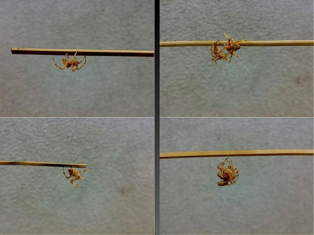 Spiders As pets | PPT | Reptiles | Pets