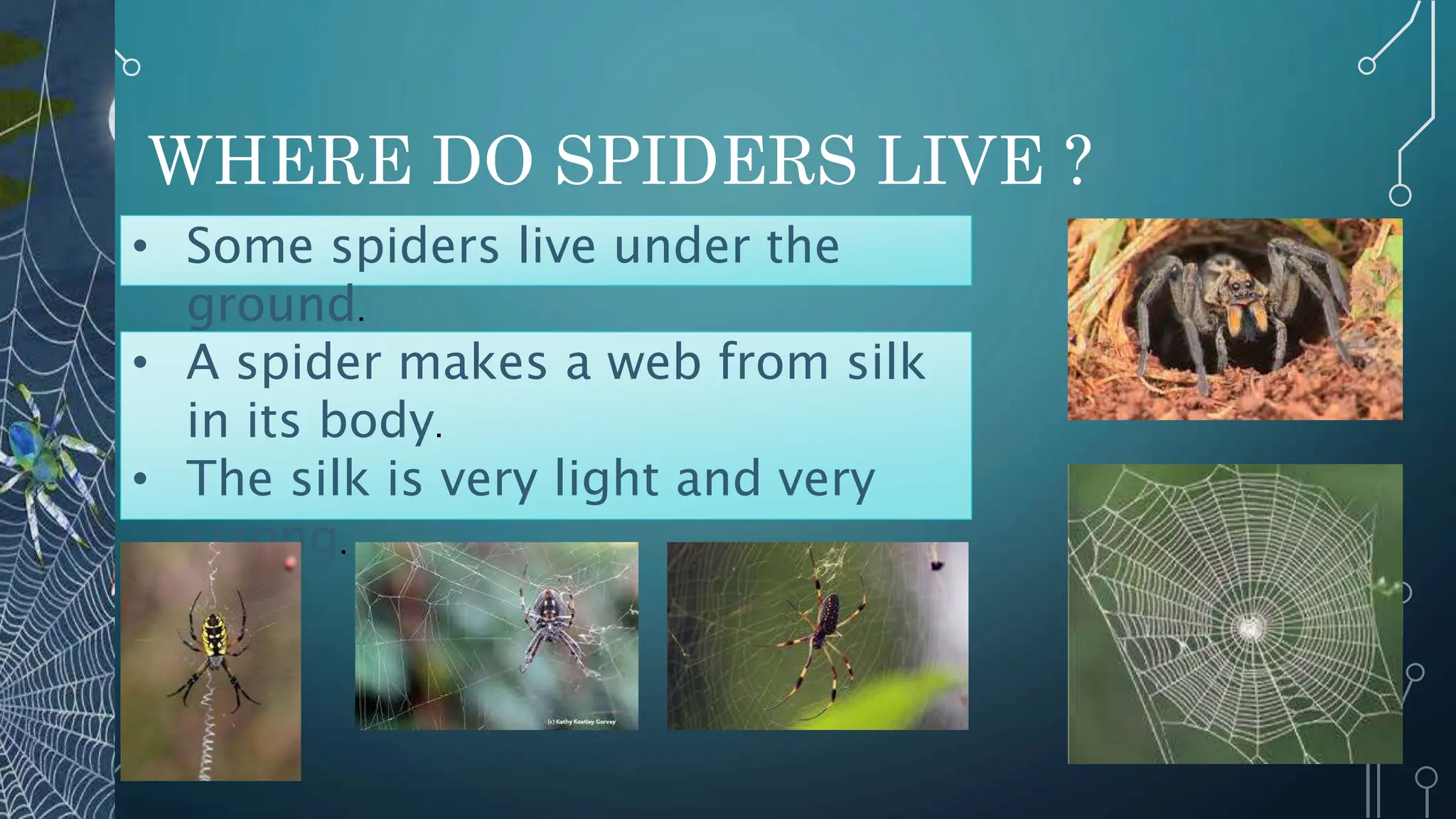 Spiders (1).pptx