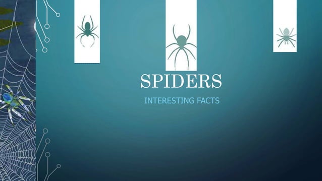 Spiders (1).pptx