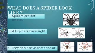 Spiders (1).pptx