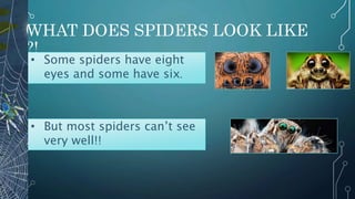 Spiders (1).pptx