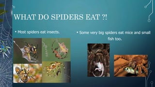 Spiders (1).pptx