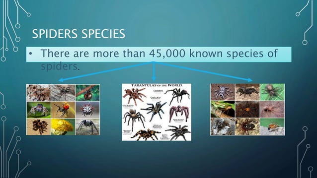 Spiders (1).pptx