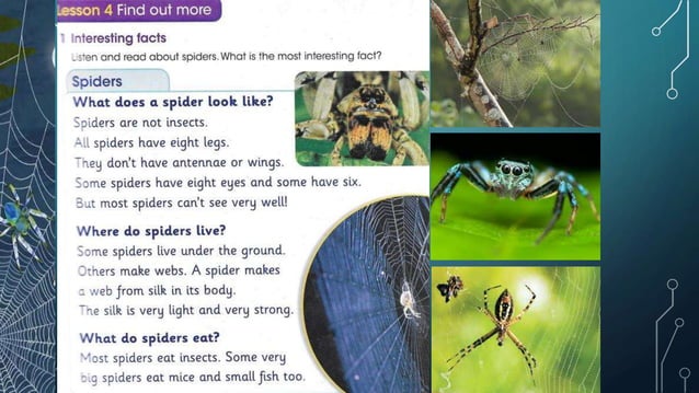 Spiders (1).pptx