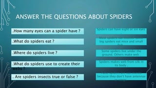 Spiders (1).pptx