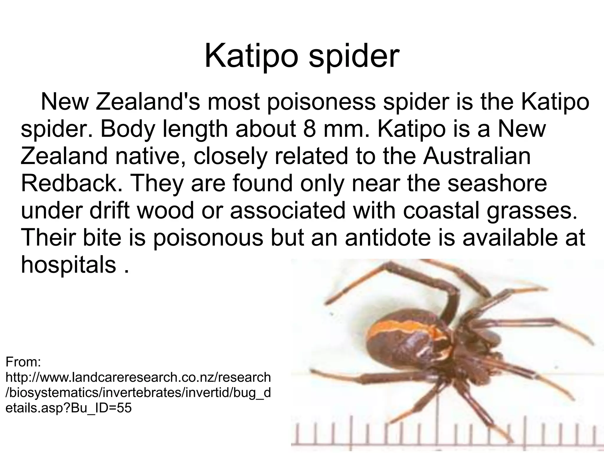Spiders | PPTX