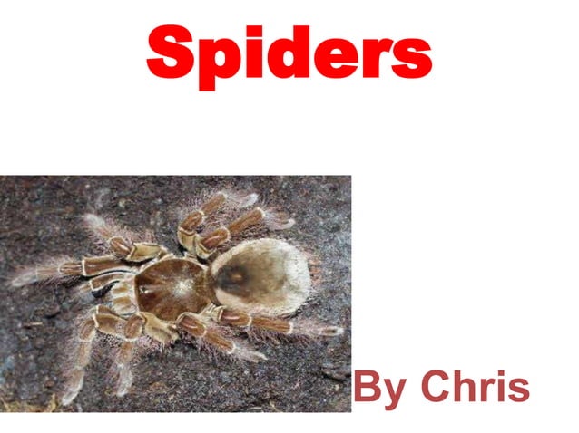 Spiders | PPTX