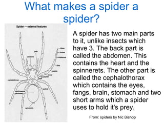 Spiders | PPTX