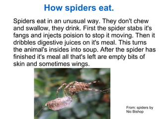 Spiders | PPTX