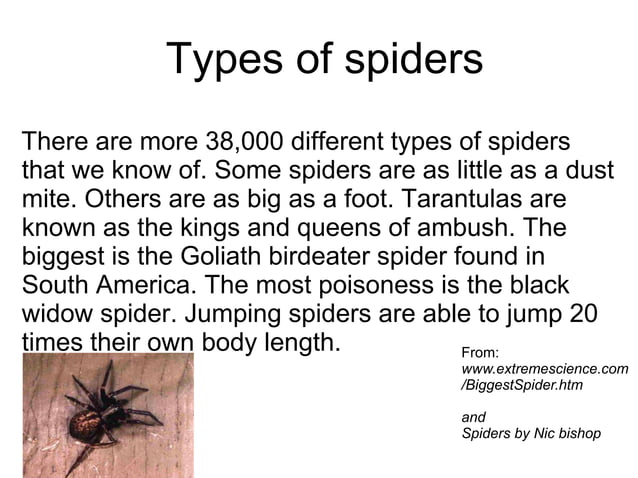 Spiders | PPTX