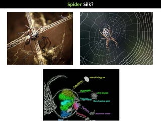 Spider silk | PPTX